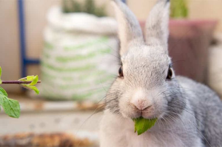 Houseplants Safe For Rabbits- The Ultimate List | Today's Gardener
