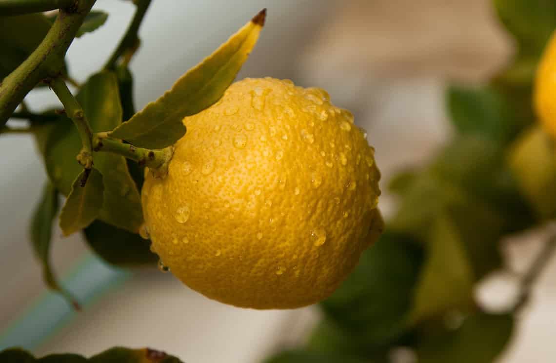 Growing Lemon Trees In Pots- These Are 10 Steps To Take!