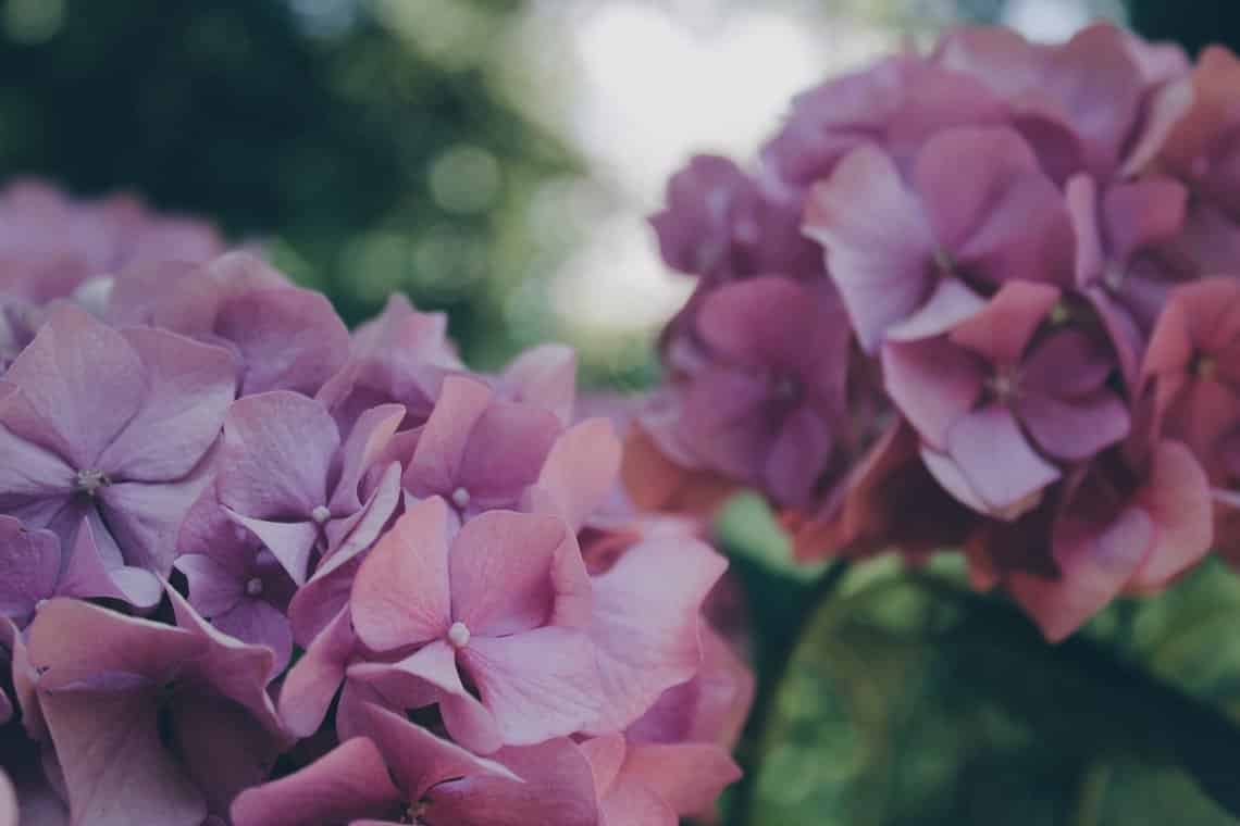How to Save Overwatered Hydrangea (Step by Step Guide) | Today's Gardener