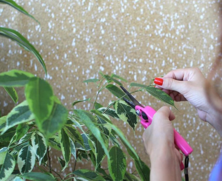 Ficus Plant Care