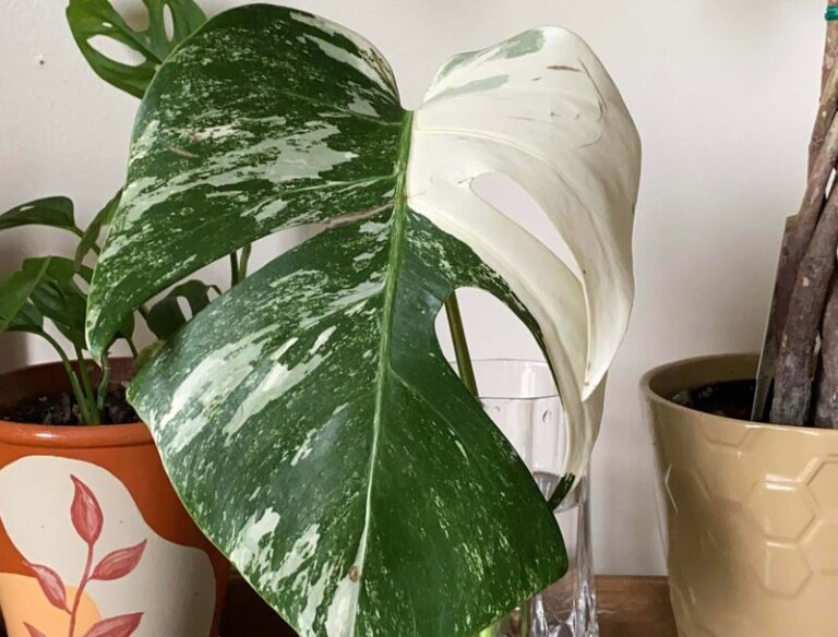 Monstera Variegata Care - Ultimate Guide from A to Z