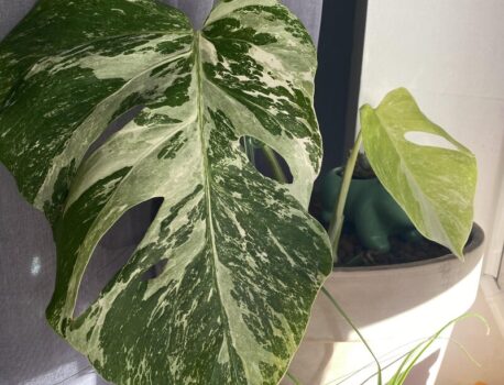 Monstera Variegata Care - Ultimate Guide from A to Z