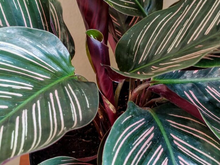 Calathea Ornata Care - How to Grow Pin Stripe Plant