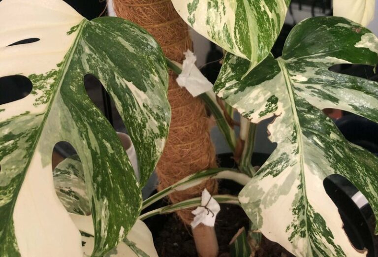 Monstera Variegata Care - Ultimate Guide from A to Z