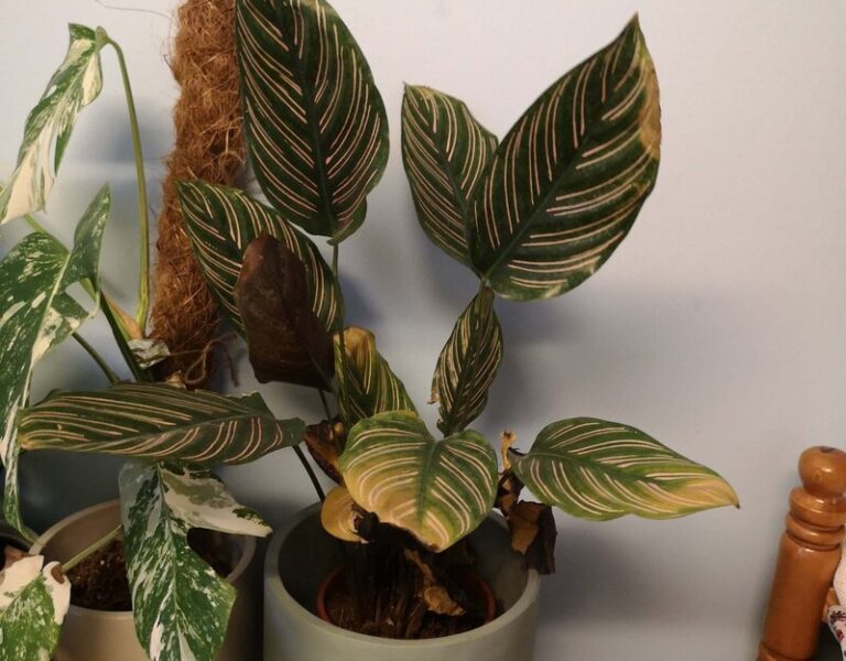 Calathea Ornata Care - How to Grow Pin Stripe Plant