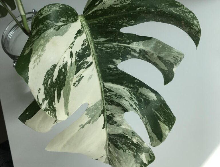 Monstera Variegata Care - Ultimate Guide from A to Z