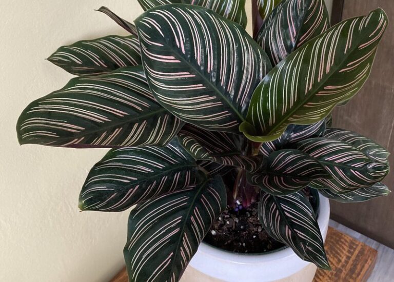 Calathea Ornata Care - How to Grow Pin Stripe Plant