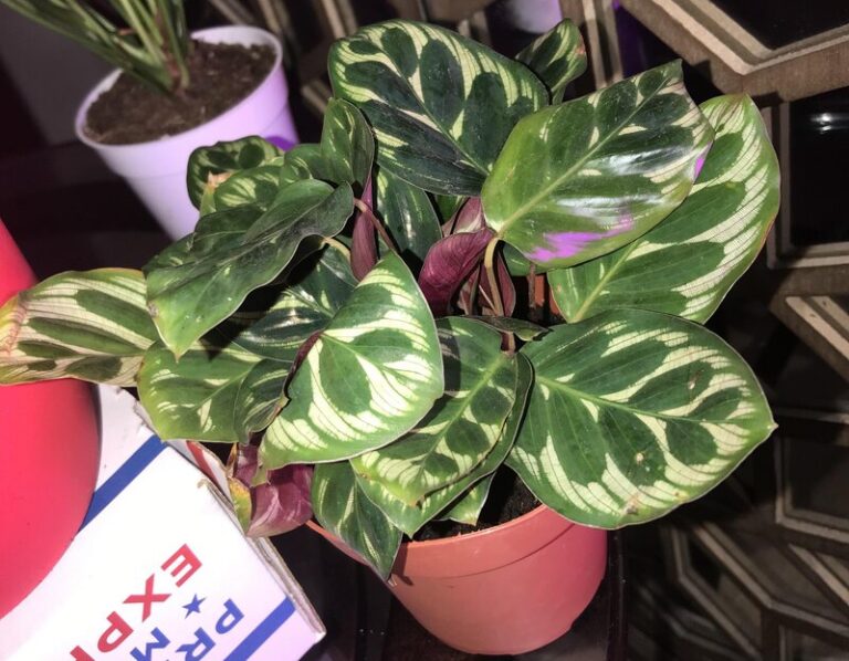 25+ Stunning Calathea Types You Need to Know About