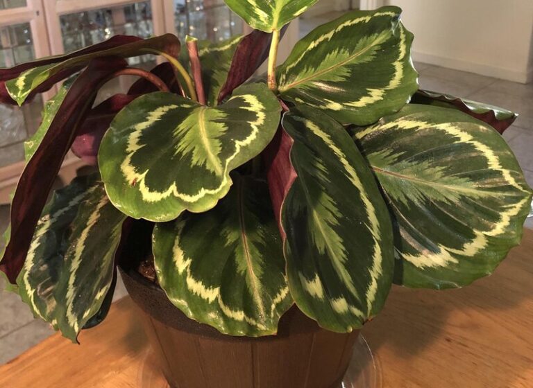 25+ Stunning Calathea Types You Need to Know About