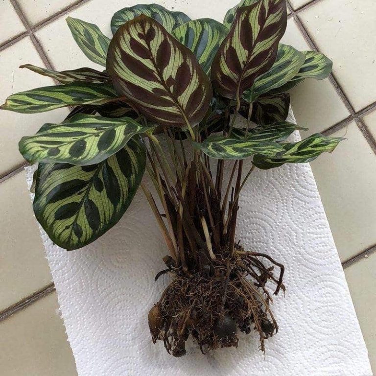 Calathea Makoyana Care Guide for Passionate Gardeners | Today's Gardener