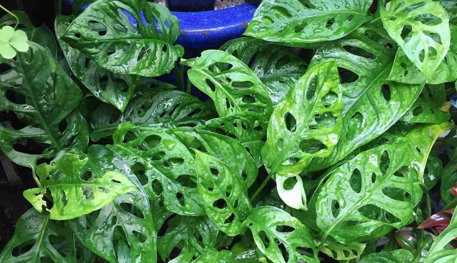 Monstera Obliqua Care Guide (With Top 3 Issues and Fixes)