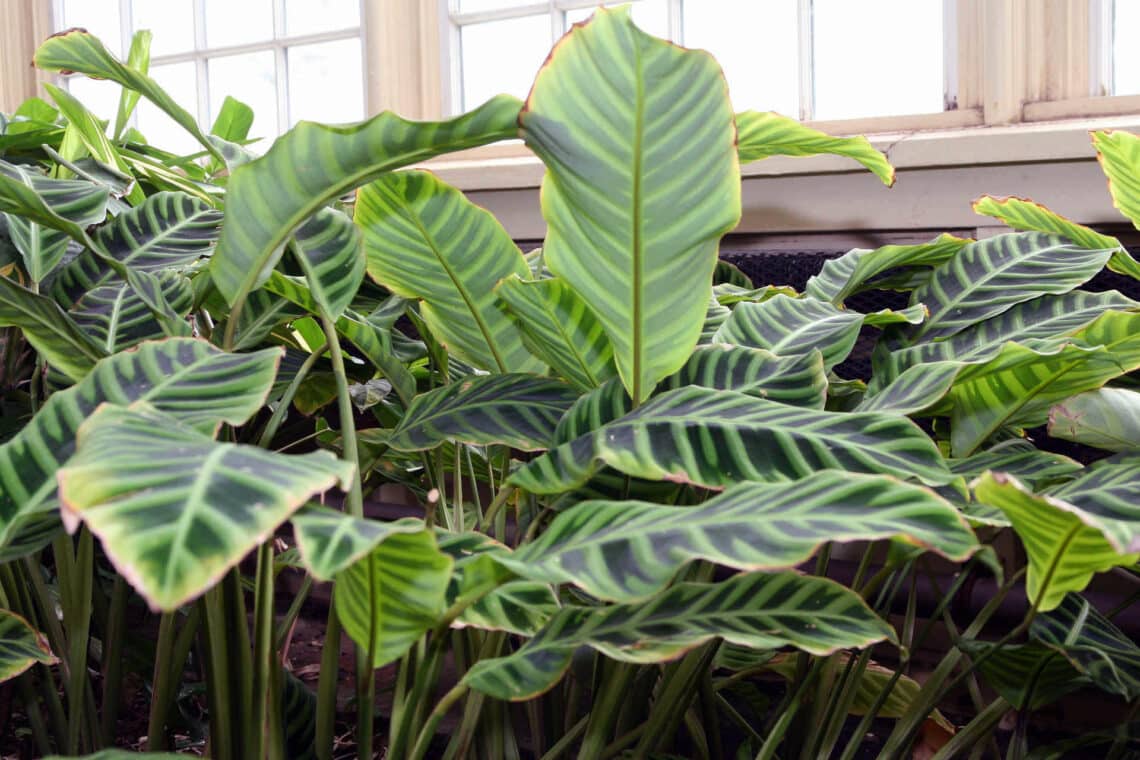 Calathea Zebrina - How NOT to Kill Zebra Plant (Easy Steps)