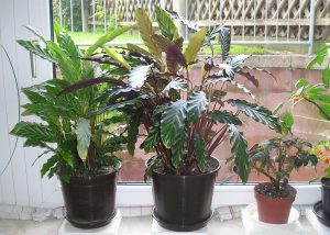 Calathea Rufibarba - How to Care for Velvet Calathea | Today's Gardener