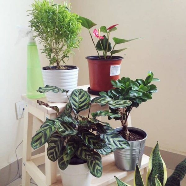 Calathea Guide - How to Care for Calathea Plants Today's Gardener