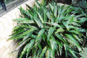 Calathea Rufibarba - How to Care for Velvet Calathea | Today's Gardener