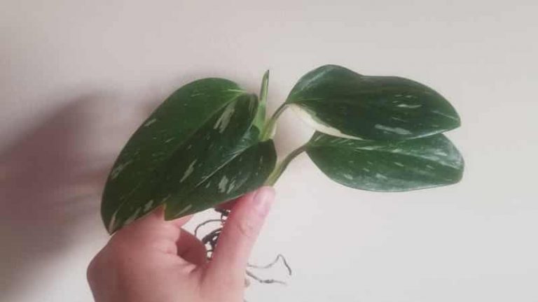 13 Monstera Varieties to Blow You Away (Pictures & Care)
