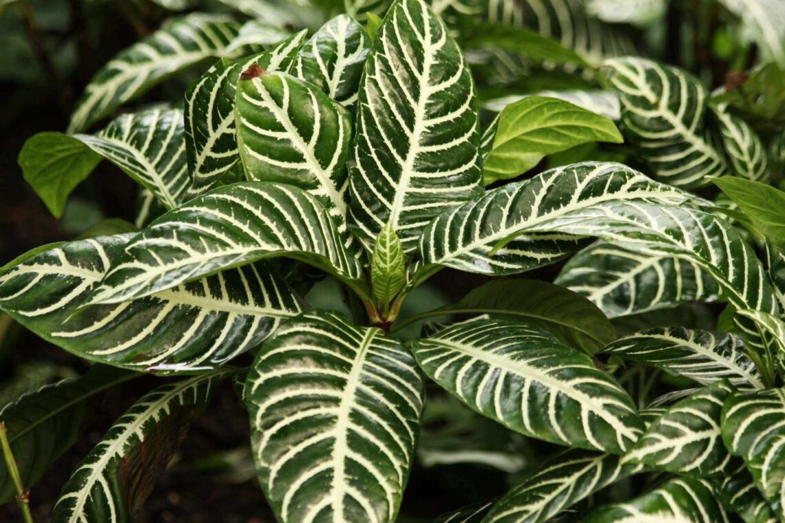 Calathea Guide - How to Care for Calathea Plants Today's Gardener