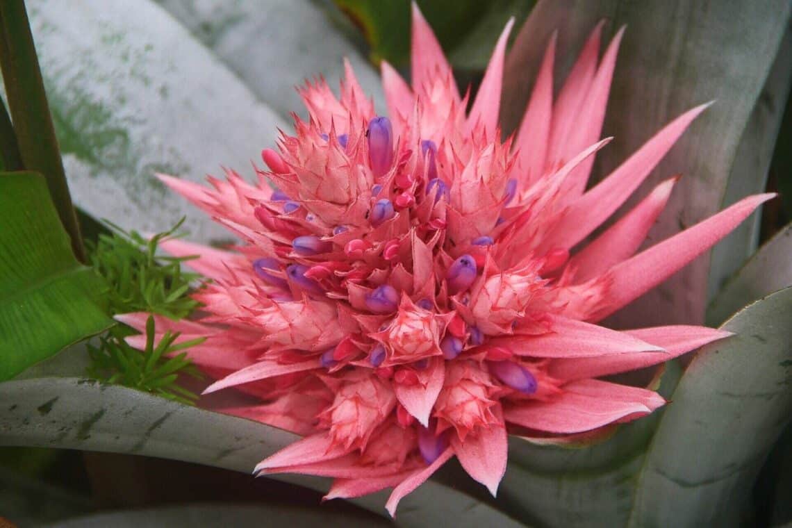 Bromeliad Care Indoor – Bromeliads For Beginners Explained!