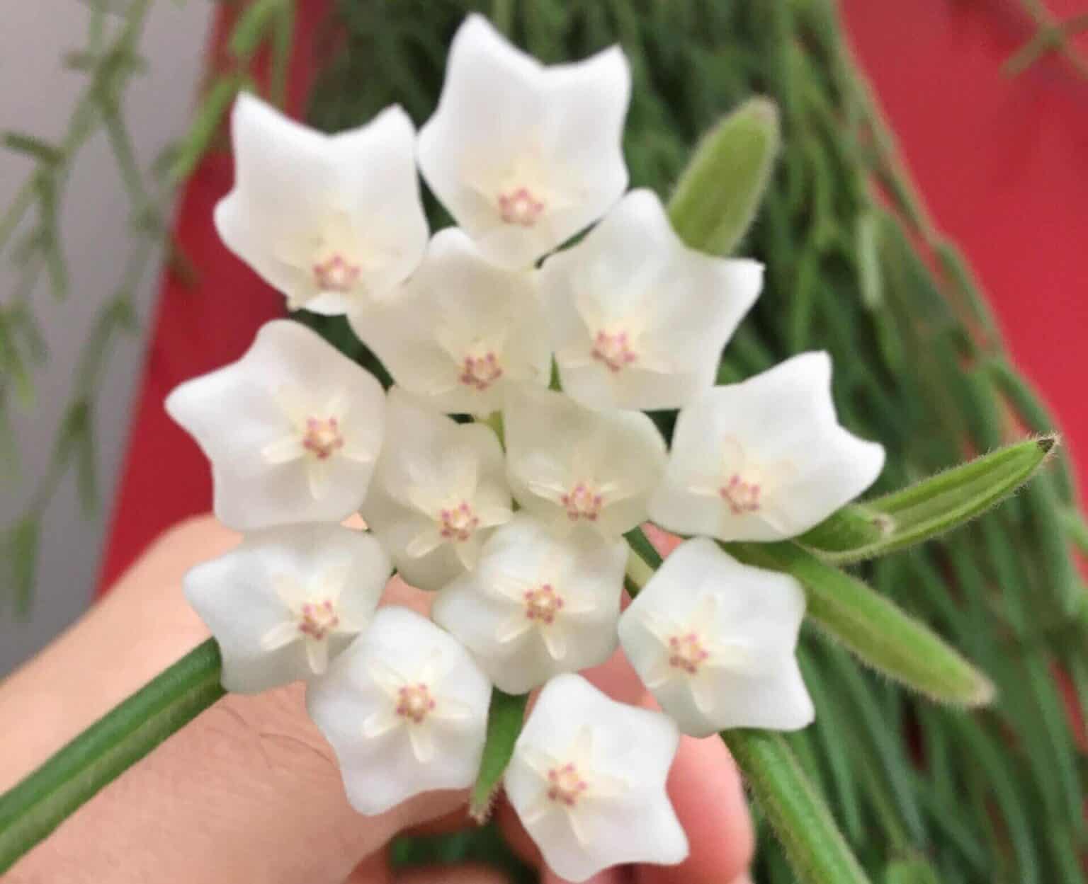 Hoya Linearis Care Guide - How to Grow the Hanging Hoya