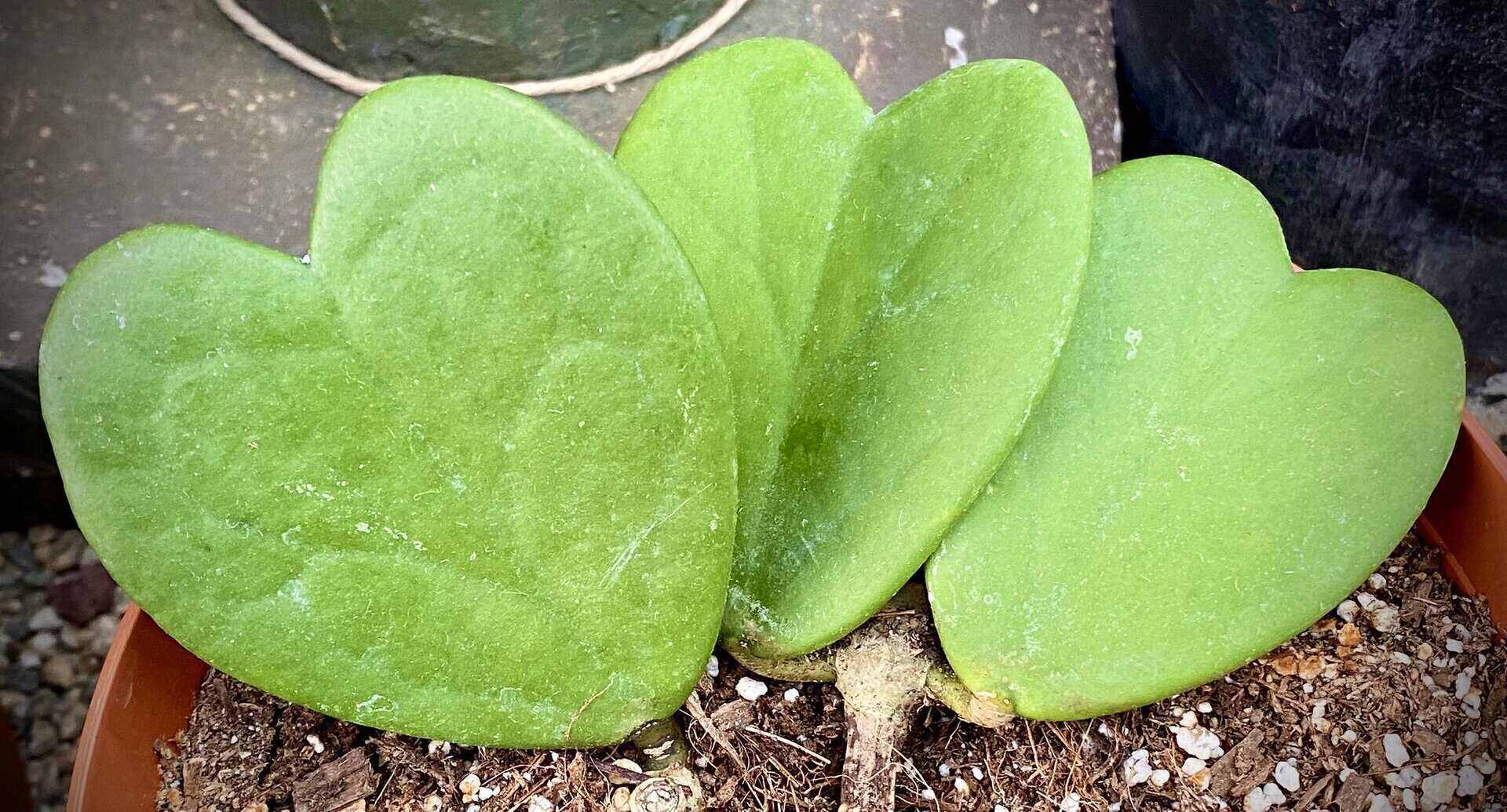 Hoya Kerrii Care- How to Grow Sweetheart Plant