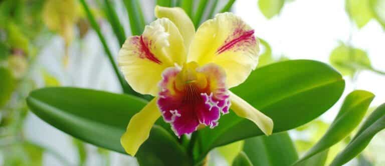 Cattleya Orchid Care- #1 Guide With Loveliest Pics