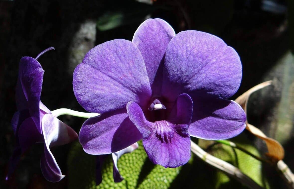 Dendrobium Care Guide - How to Successfully Grow Dendrobium