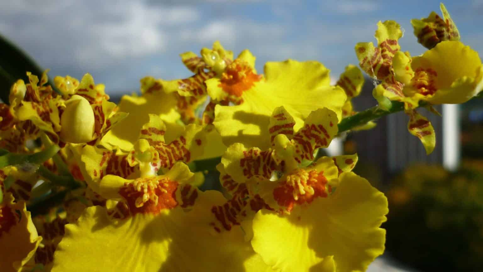 Oncidium Care Guide - How to Grow Dancing Lady Orchid