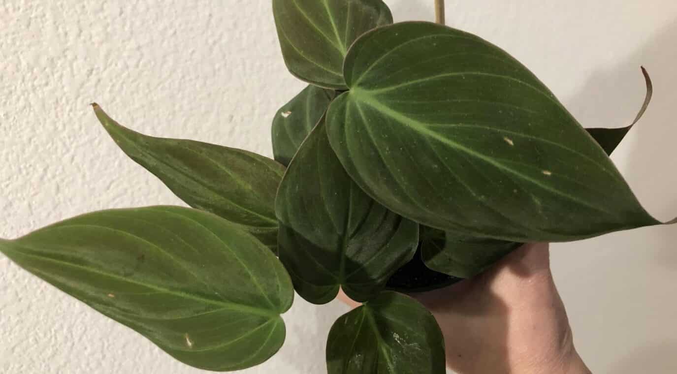 #1 Guide For Philodendron Micans Care (+Pics!)
