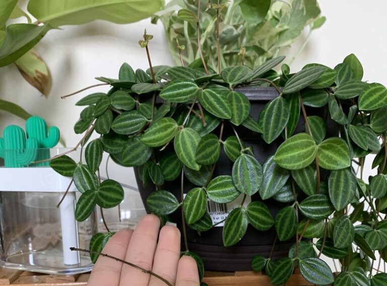18 Peperomia Varieties You Can Easily Grow Indoors
