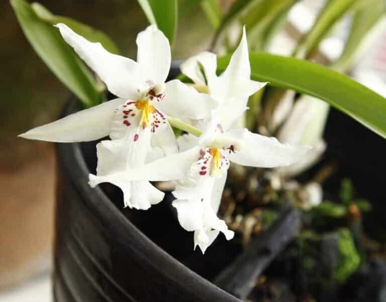 Oncidium Care Guide - How to Grow Dancing Lady Orchid