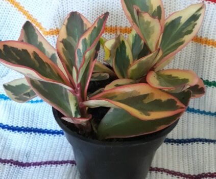 18 Peperomia Varieties You Can Easily Grow Indoors