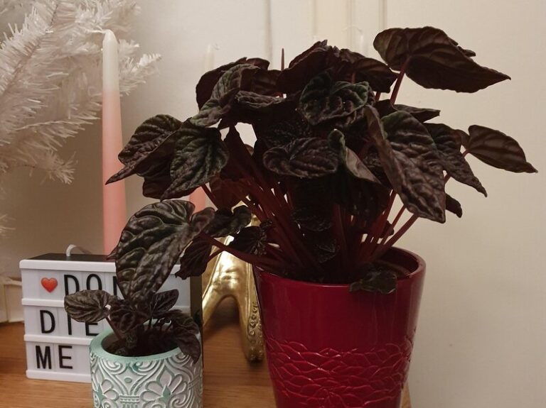 18 Peperomia Varieties You Can Easily Grow Indoors