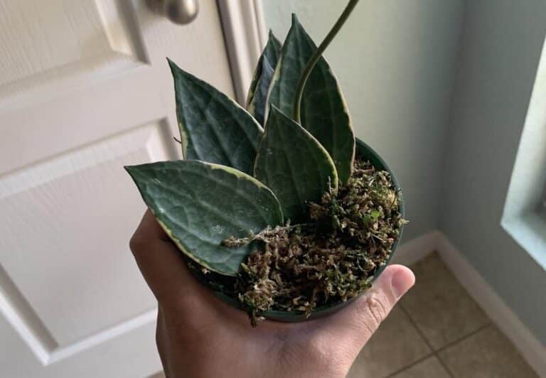 Complete Hoya Macrophylla Care Guide