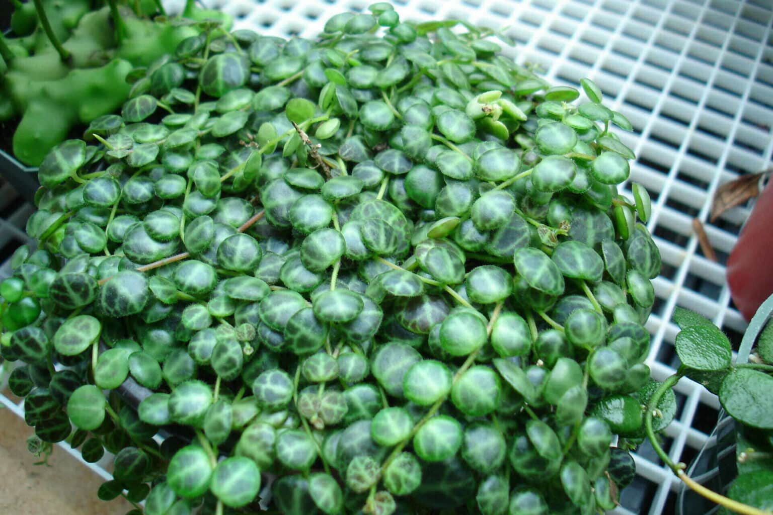 Peperomia Prostrata - String of Turtles Care Guide | Today's Gardener