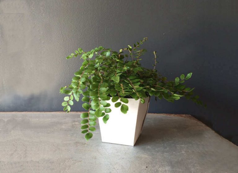 Button Fern Care: How To Care For Button Fern | Today's Gardener