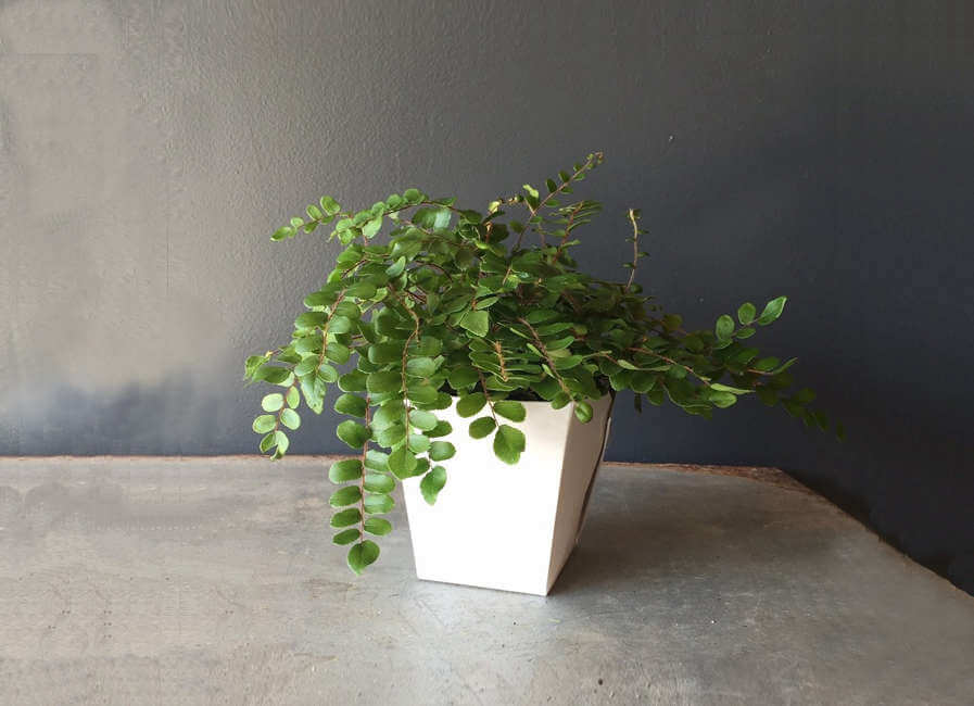 Button Fern Care: How To Care For Button Fern | Today's Gardener