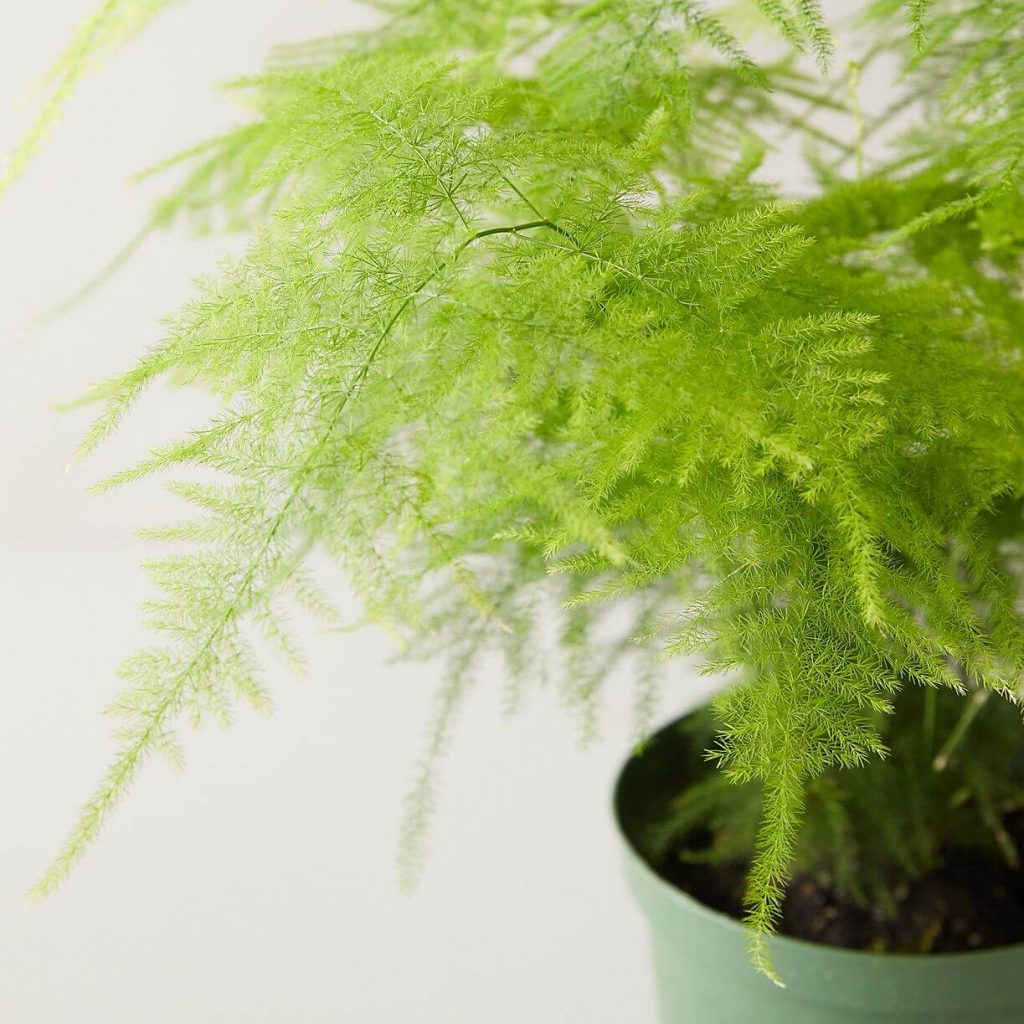 Plumosa Fern Care: How to Care for Plumosa Care | Today's Gardener