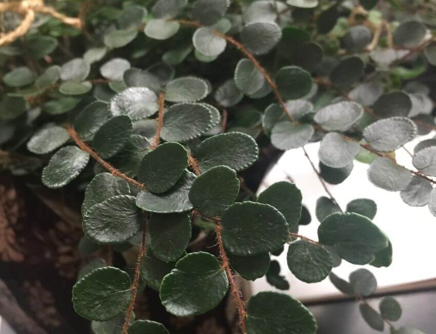 Button Fern Care: How To Care For Button Fern | Today's Gardener