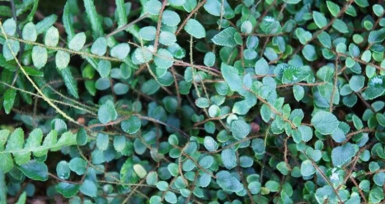 Button Fern Care: How To Care For Button Fern | Today's Gardener