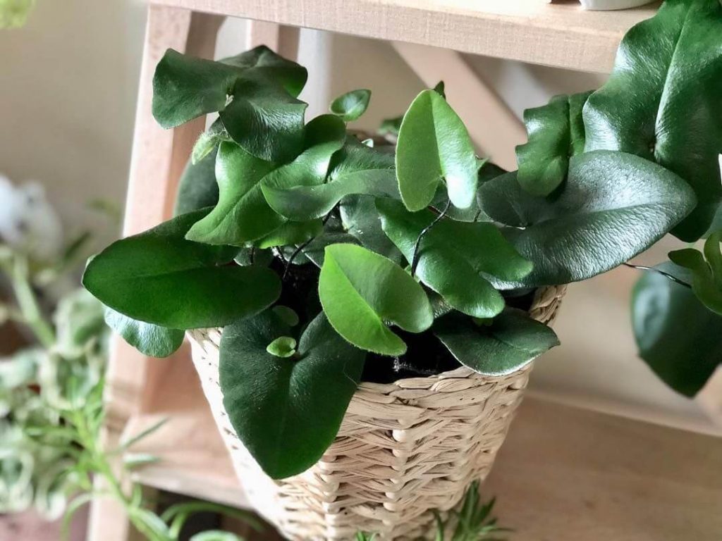 Heart Fern Care: How To Grow Heart Fern | Today's Gardener