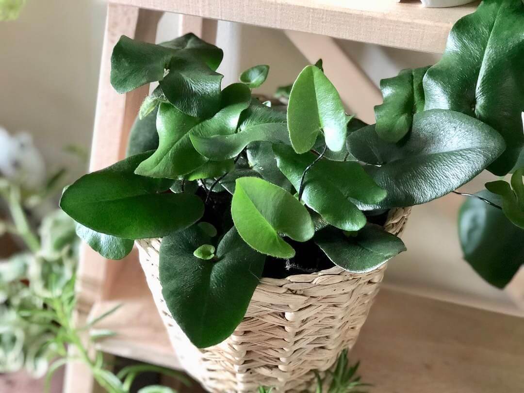 Heart Fern Care: How To Grow Heart Fern | Today's Gardener