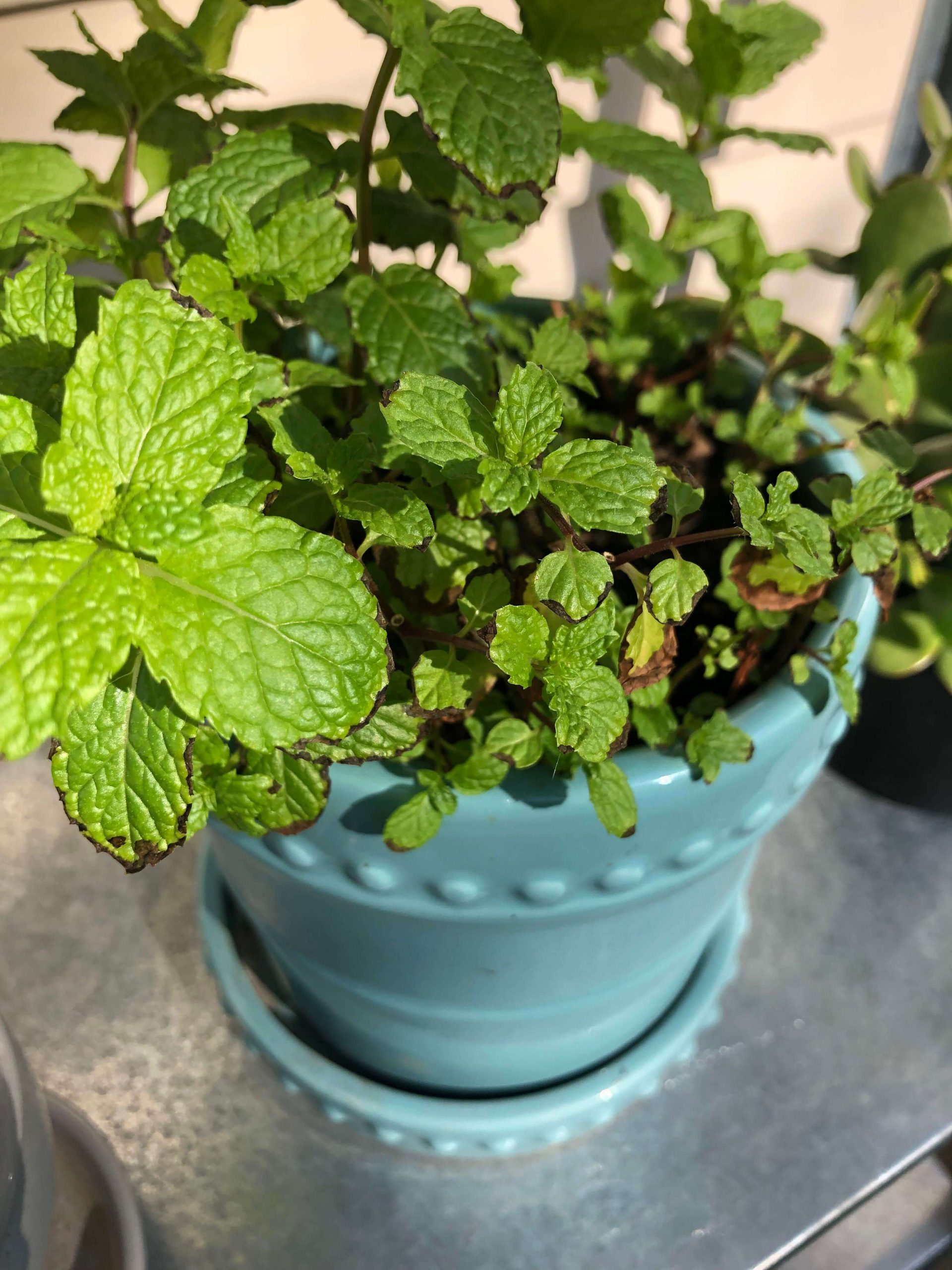 Why Are My Mint Leaves Turning Black Causes And Solutions Today s