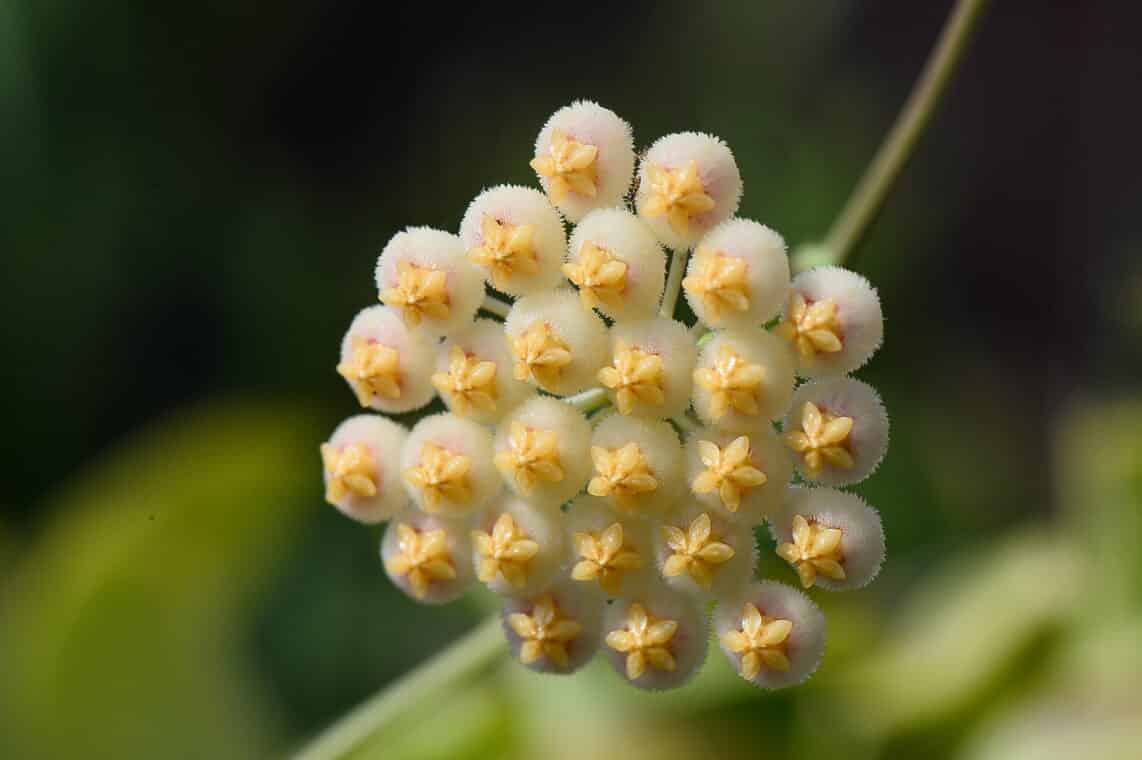 Hoya Obscura- Care Guide You've Been Looking For! | Today's Gardener