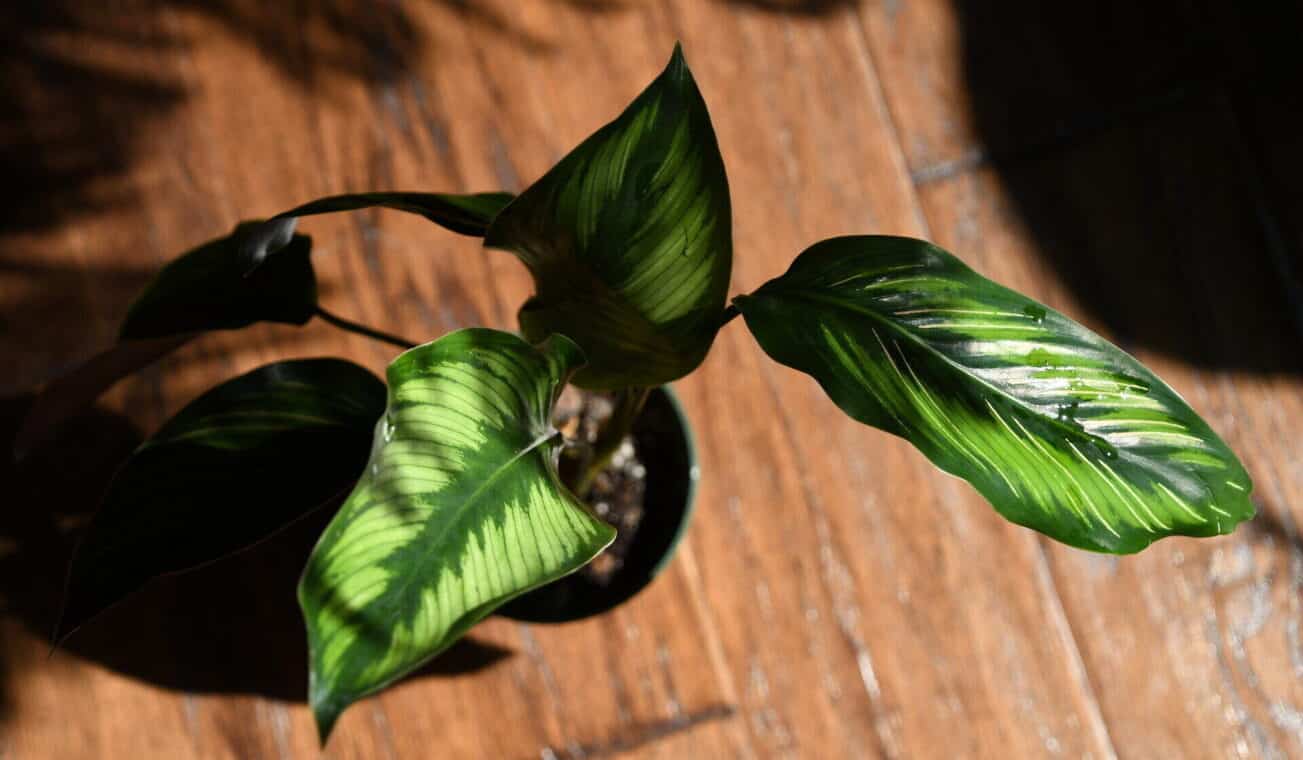 Calathea Beauty Star - #1 Care Guide with Pro Tips | Today's Gardener