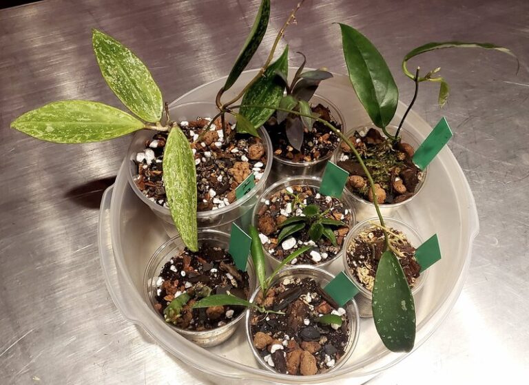 Hoya Plant Propagation- 4 Simple Methods (With Tips)