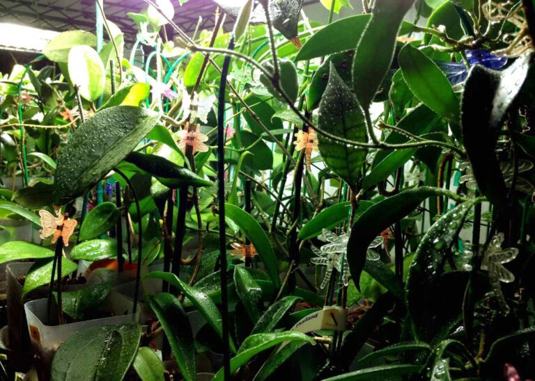 Hoya Plant Propagation- 4 Simple Methods (With Tips)