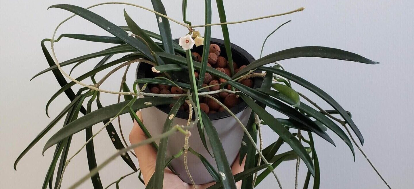 Hoya Shepherdii Care - #1 Guide to Growing String Bean Hoya