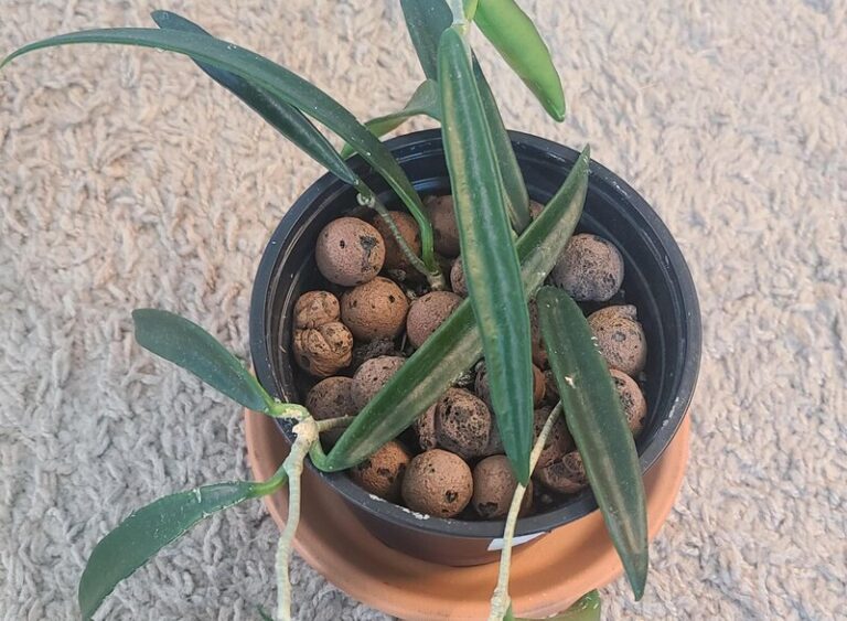 Hoya Shepherdii Care - #1 Guide to Growing String Bean Hoya