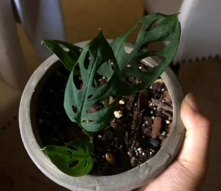 Monstera Acuminata: #1 Care Guide for Keen Gardeners | Today's Gardener