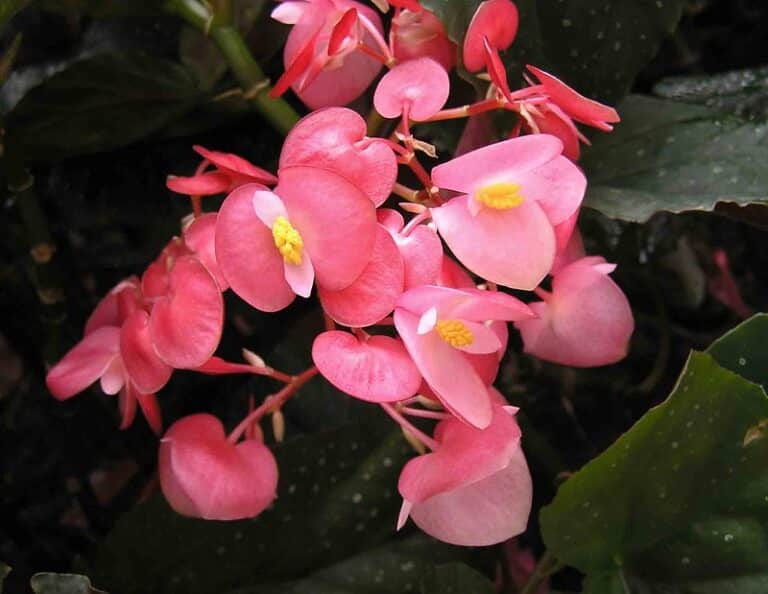 45 Amazing Begonia Types (With Pictures + Care Guide)